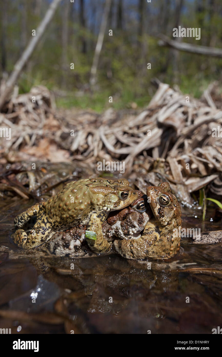 Ball of toads hi-res stock photography and images - Alamy
