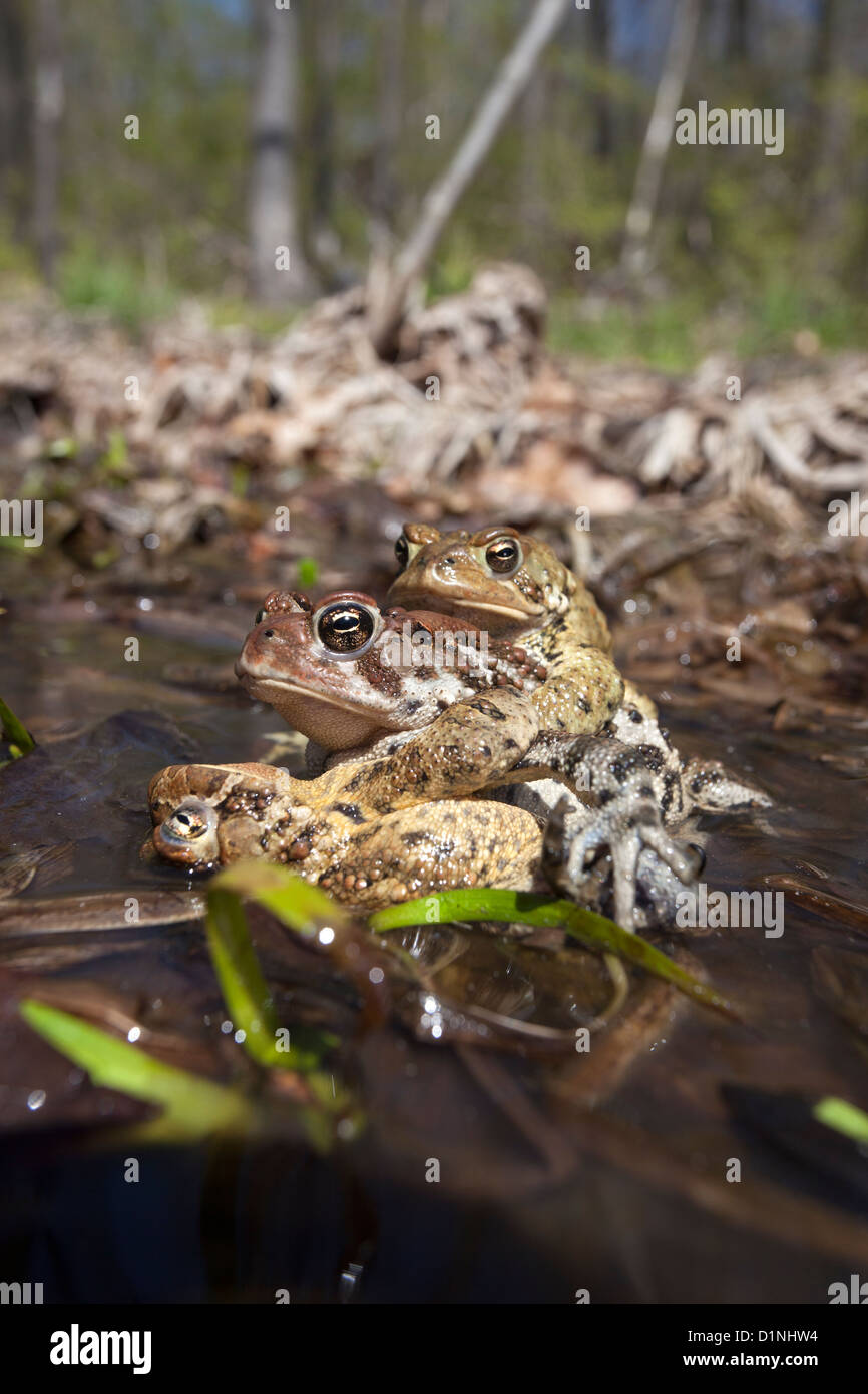 American toad , Bufo americanus , New York , toad ball, males ...