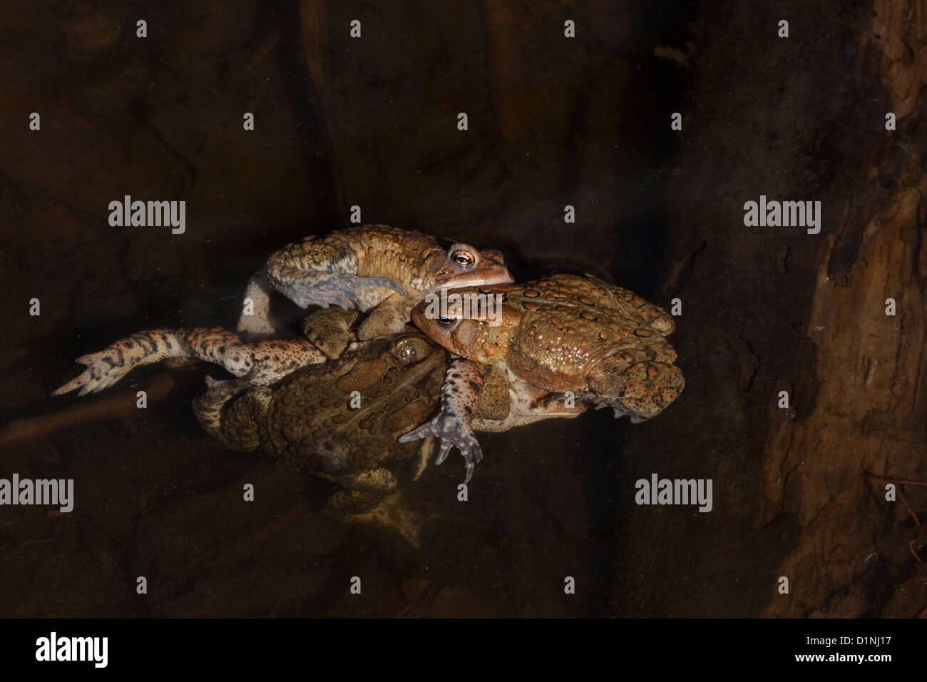 American toad , Bufo americanus , New York , toad ball, males ...
