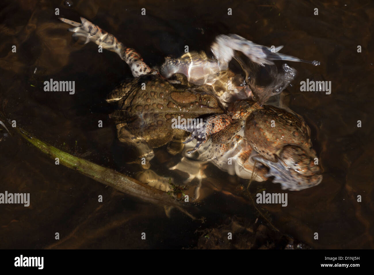 Ball of toads hi-res stock photography and images - Alamy