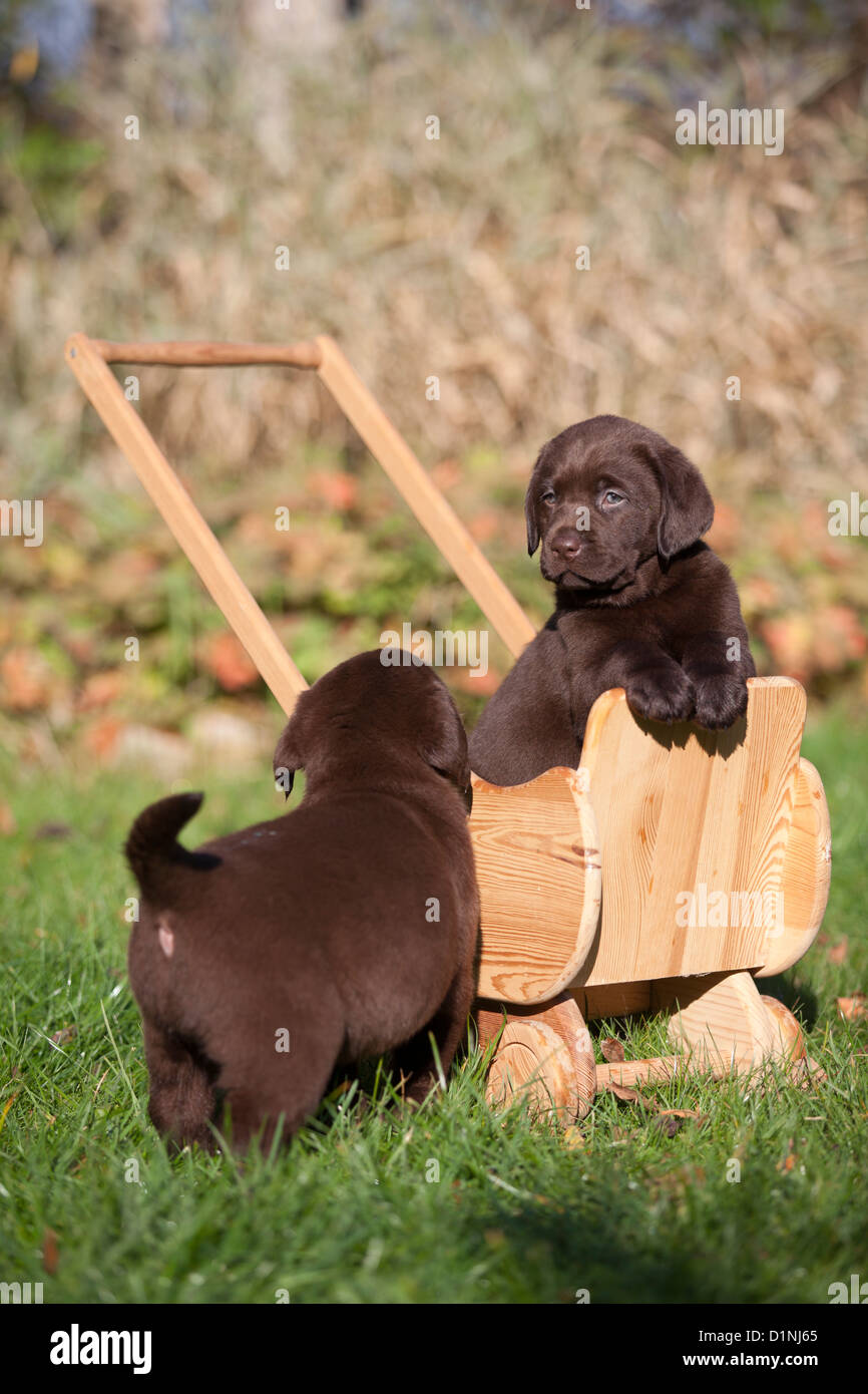 Brown Labrador Retriever puppy in baby buggy Stock Photo - Alamy