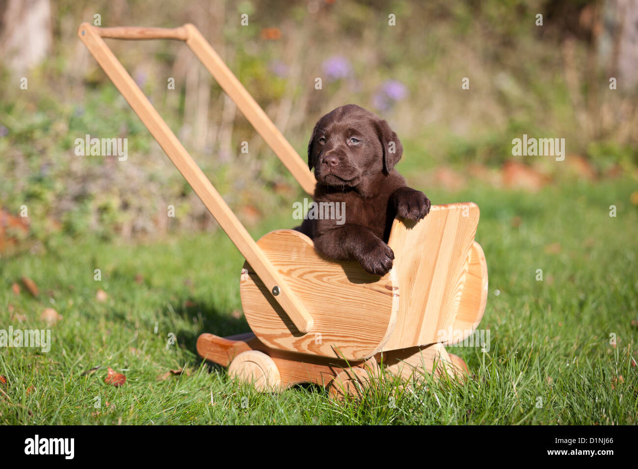 Brown Labrador Retriever puppy in baby buggy Stock Photo - Alamy
