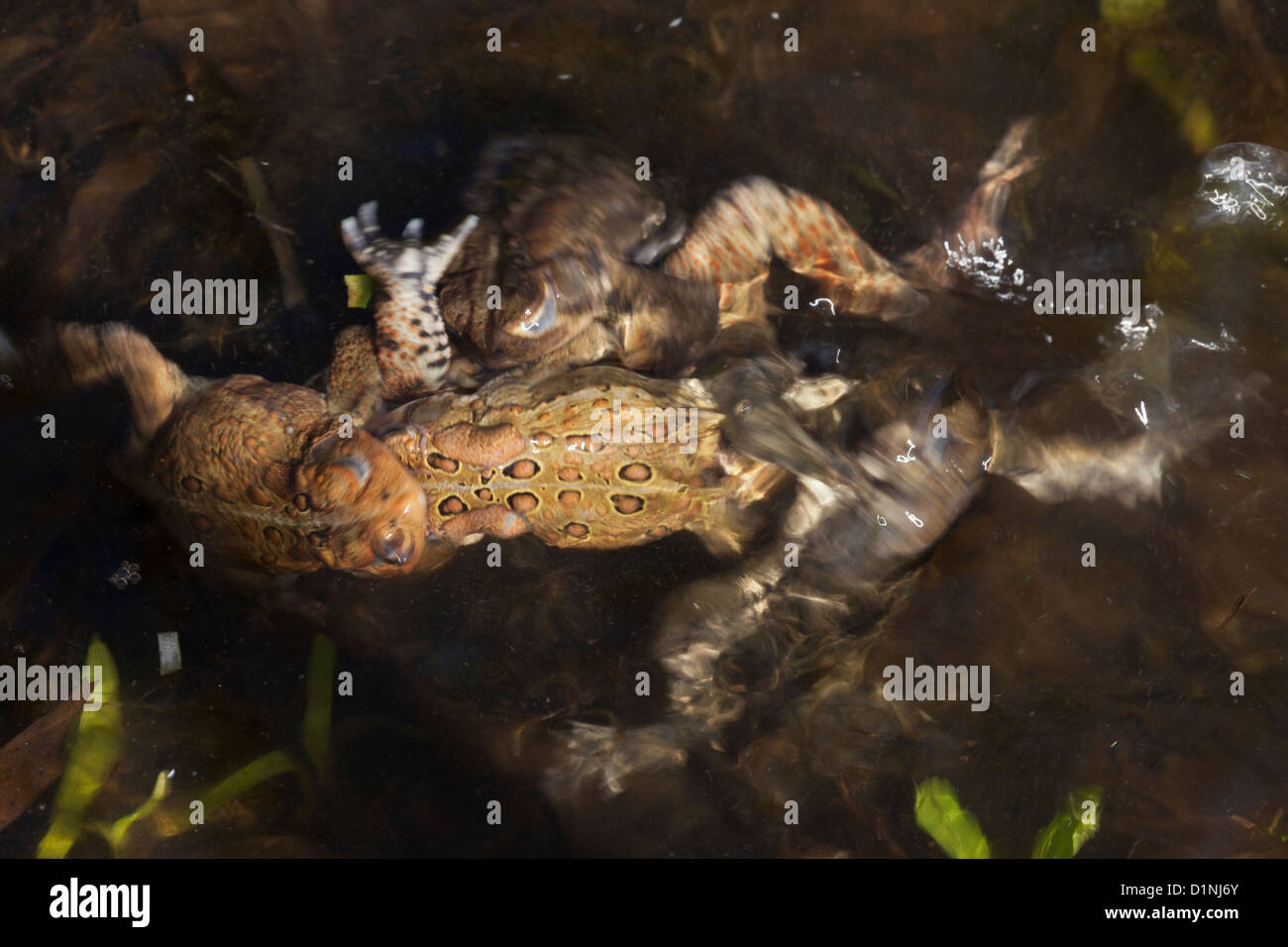 American toad bufo americanus males hi-res stock photography and images ...