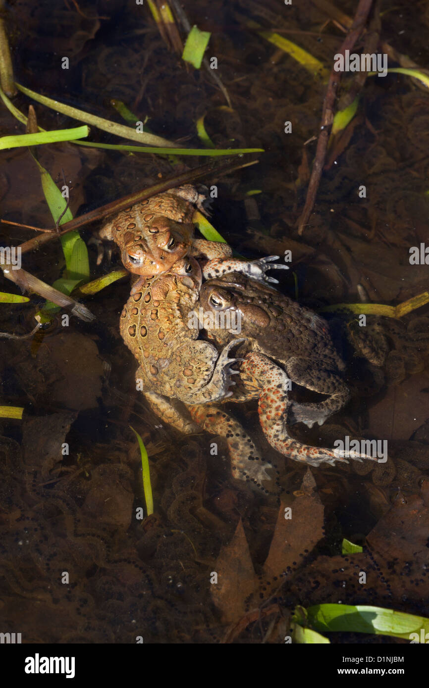 American toad , Bufo americanus , New York , toad ball, males ...