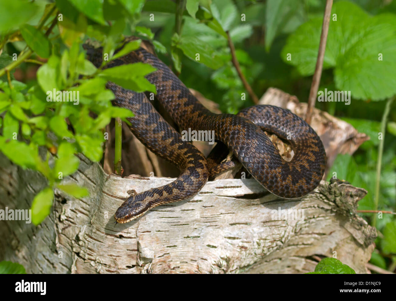 Common European viper / Vipera berus Stock Photo - Alamy