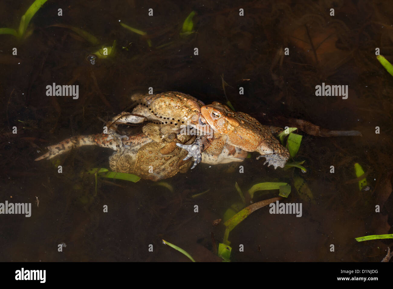 Ball of toads hi-res stock photography and images - Alamy