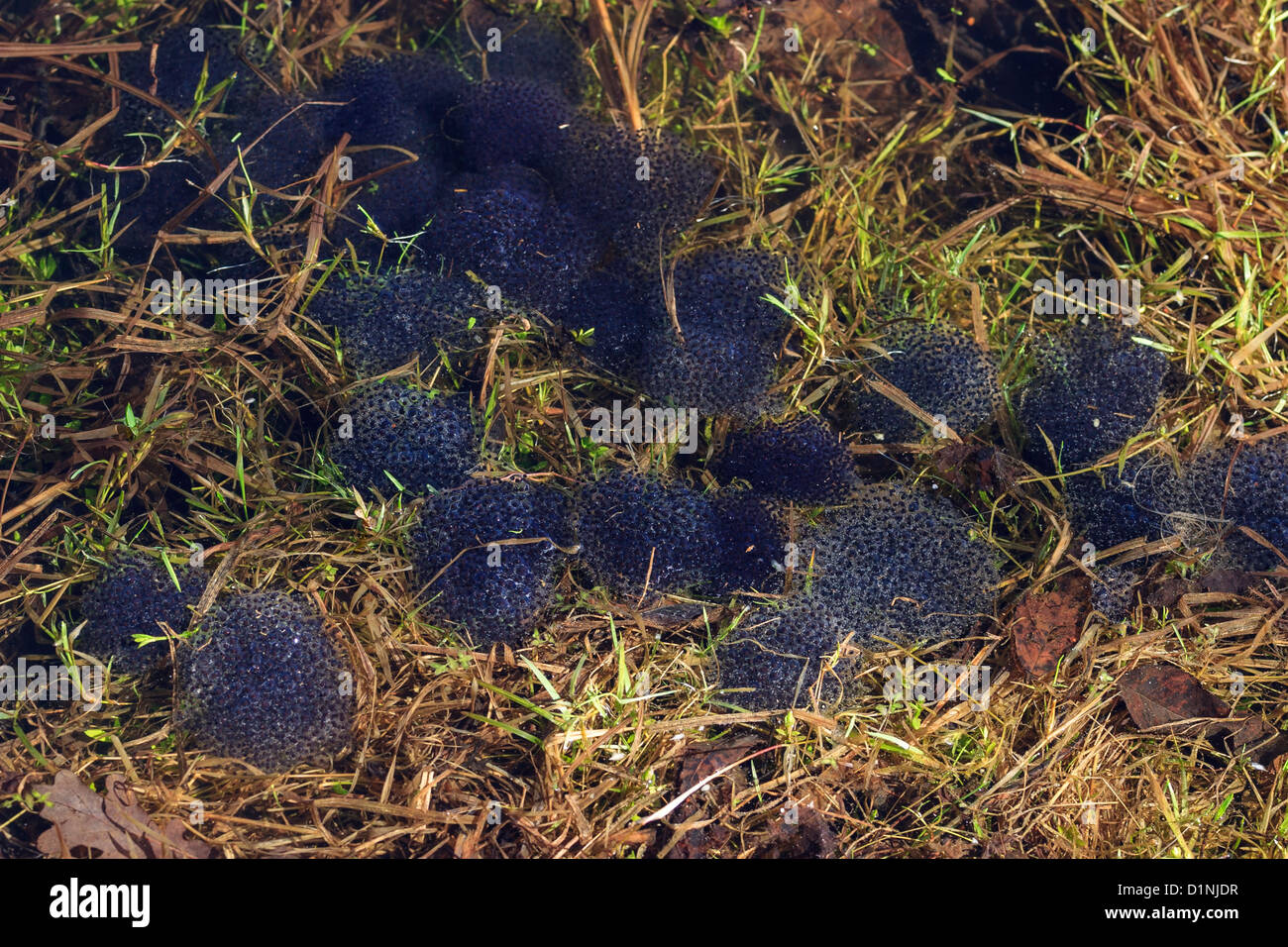 Frogspawn in the spring lake Stock Photo - Alamy