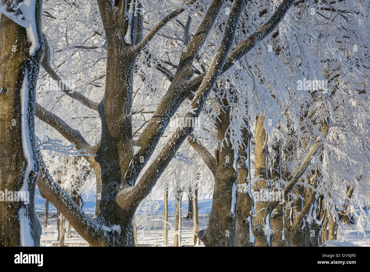Beech trees with frost on branches Stock Photo - Alamy