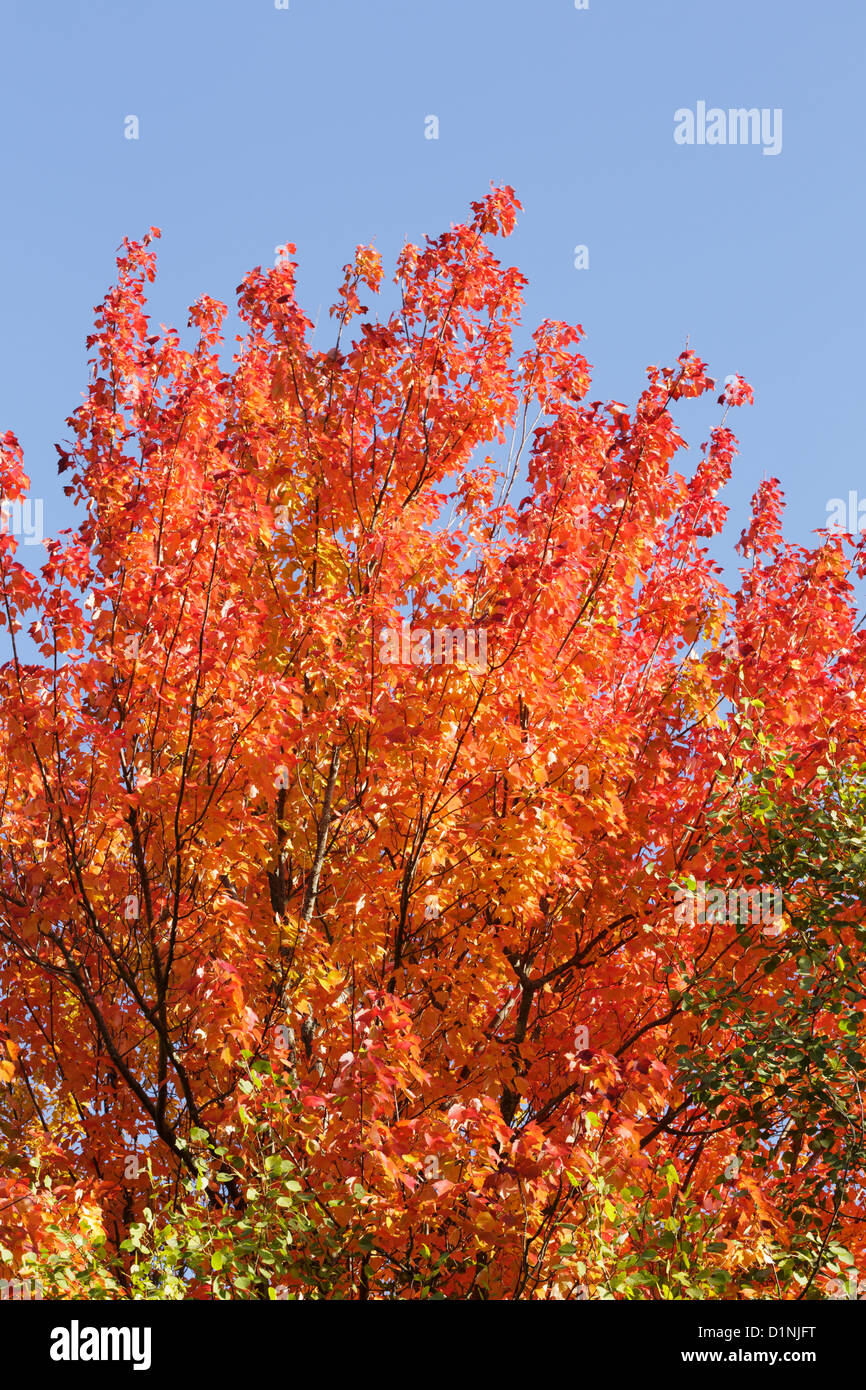 Colorful red orange tree at peak fall color Stock Photo - Alamy
