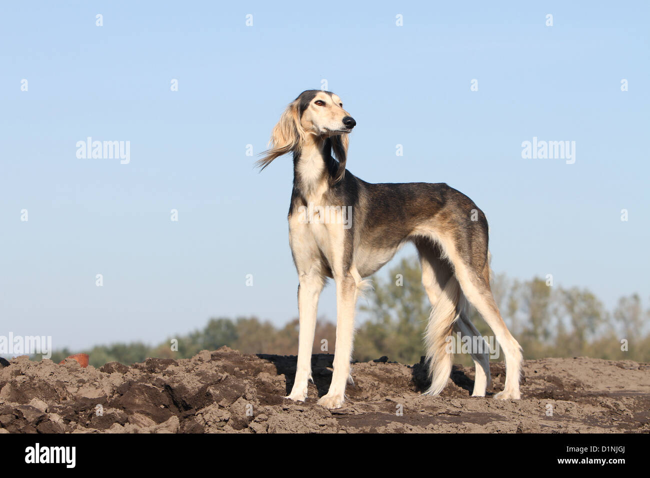 Egypt Saluki Dog High Resolution Stock Photography and Images - Alamy