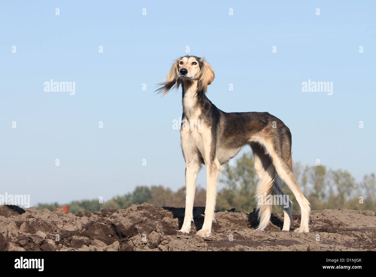 Egypt saluki dog hi-res stock photography and images - Alamy