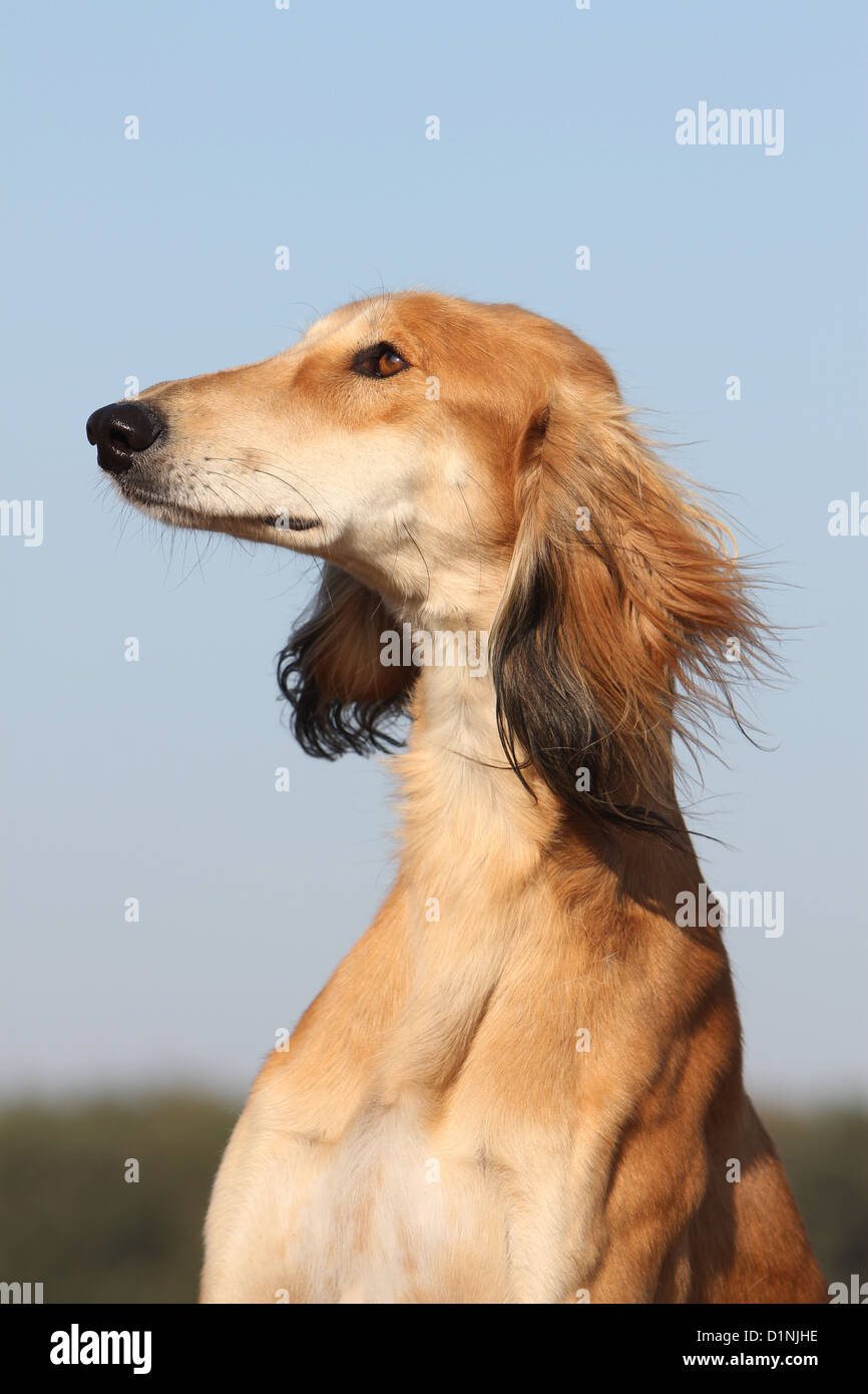 Egypt Saluki Dog High Resolution Stock Photography and Images - Alamy