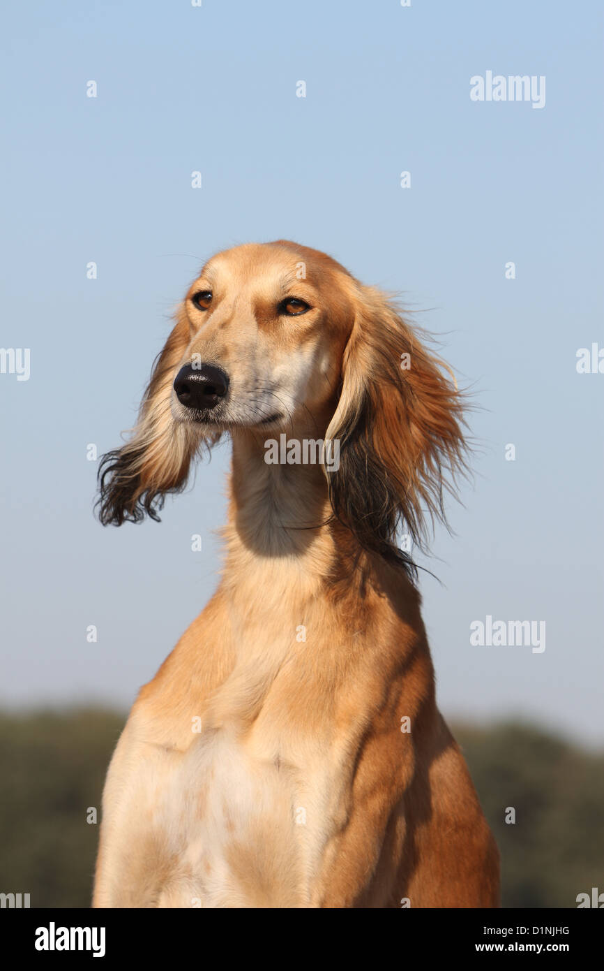 Saluki hunting dog hi-res stock photography and images - Alamy