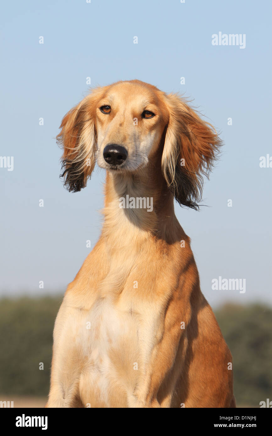 Hunting salukis hi-res stock photography and images - Alamy