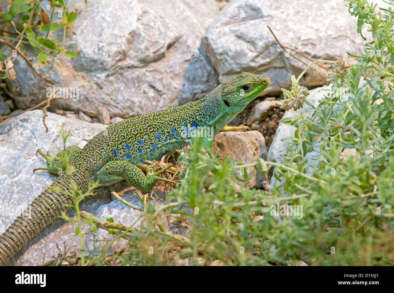 Ocellated Lizard / Timon lepidus Stock Photo - Alamy