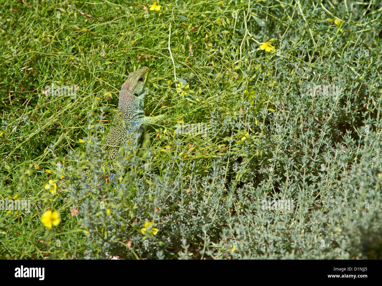 Ocellated Lizard / Timon lepidus Stock Photo - Alamy