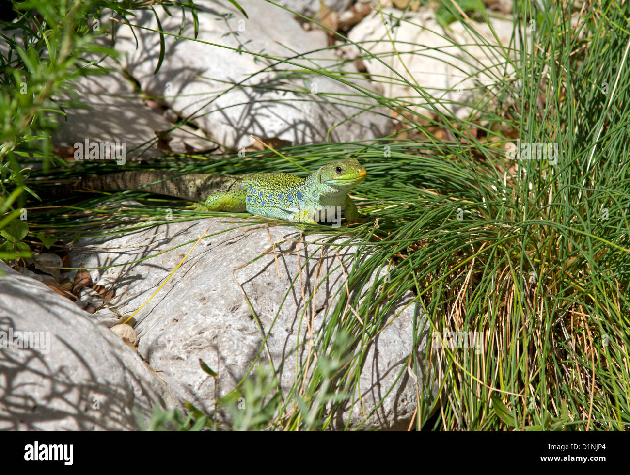 Ocellated Lizard / Timon lepidus Stock Photo - Alamy