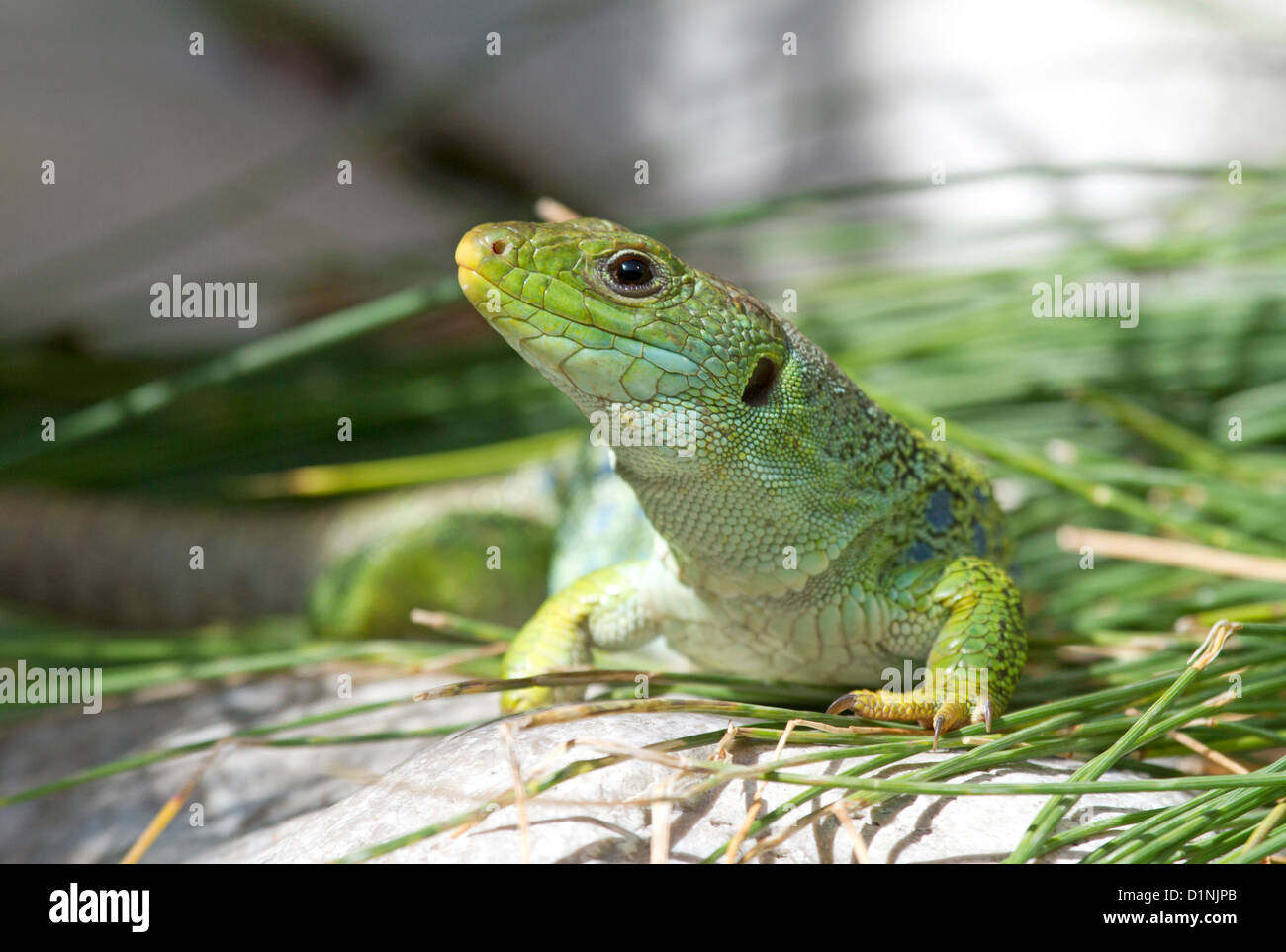 Ocellated Lizard / Timon lepidus Stock Photo - Alamy
