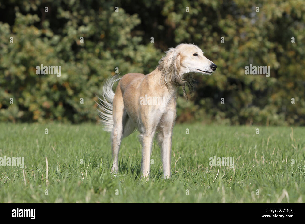 Egypt saluki dog hi-res stock photography and images - Alamy