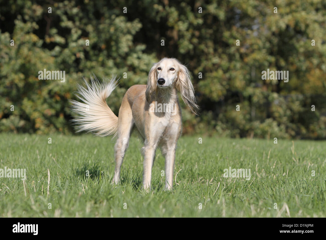 Egypt saluki dog hi-res stock photography and images - Alamy