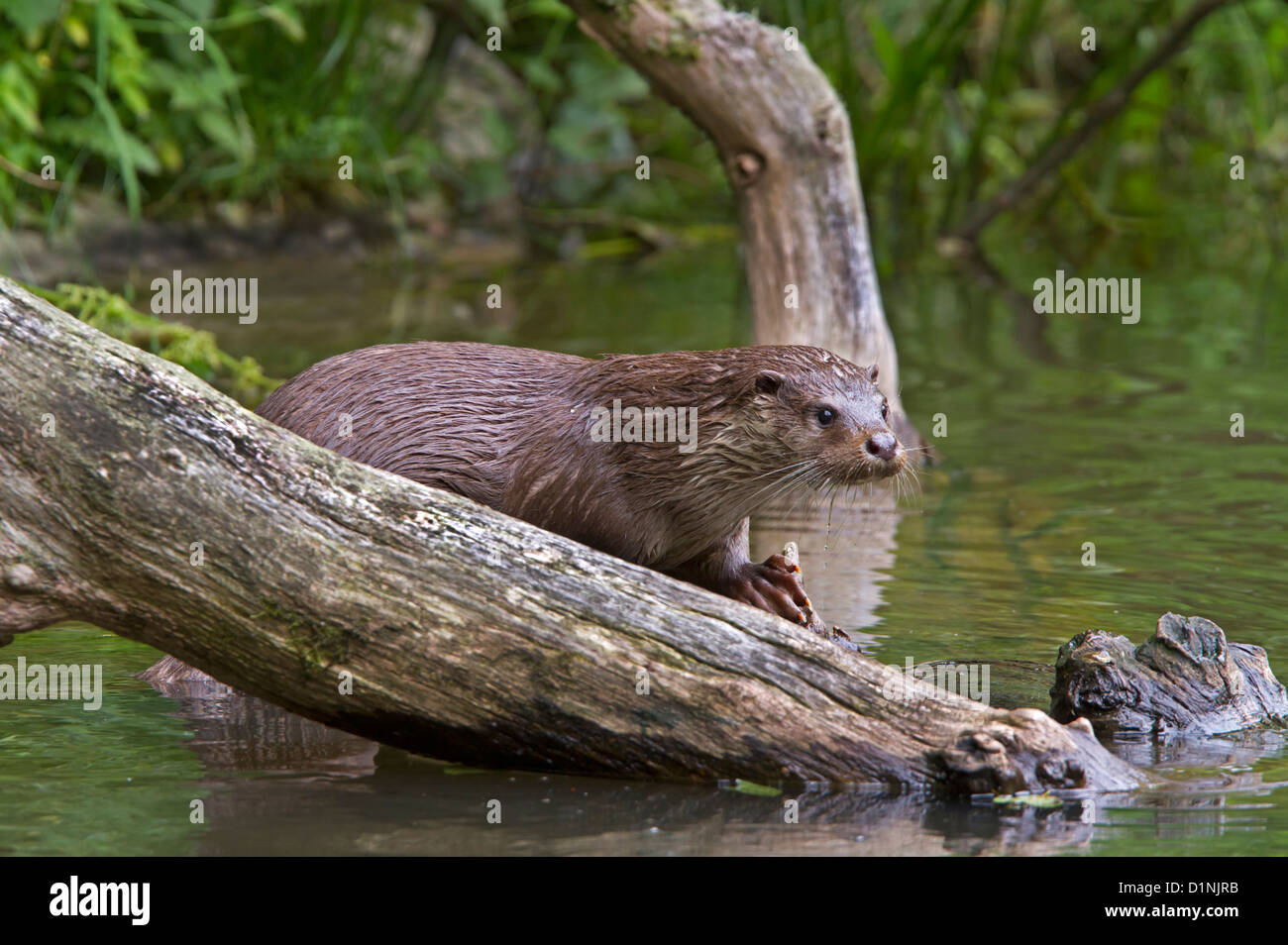 European otter / Lutra lutra Stock Photo - Alamy