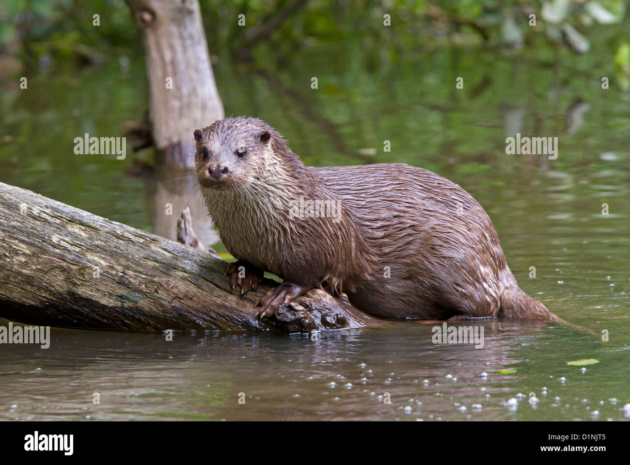 European otter / Lutra lutra Stock Photo - Alamy
