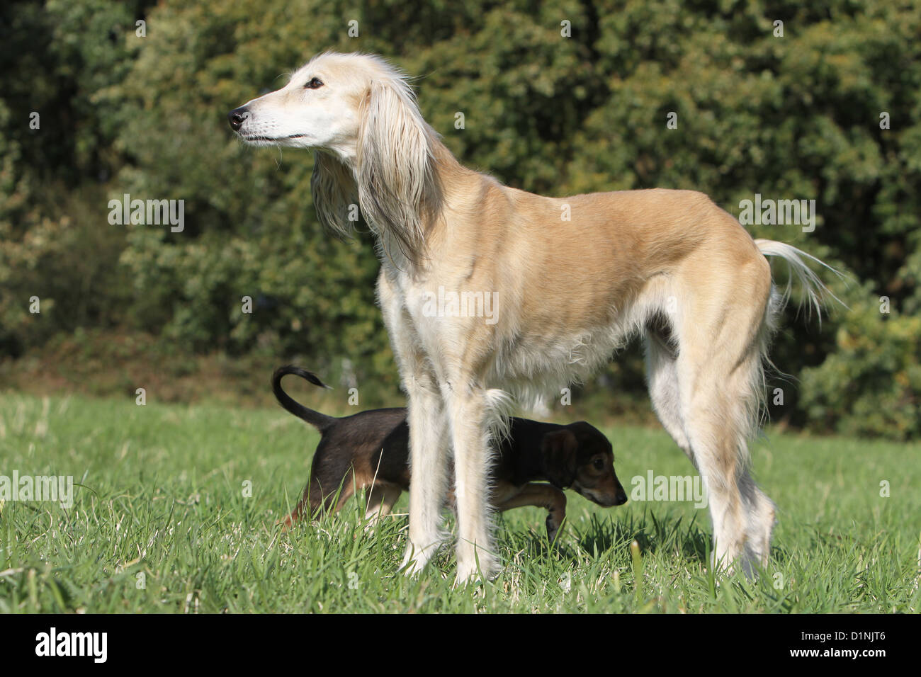 Cream Saluki