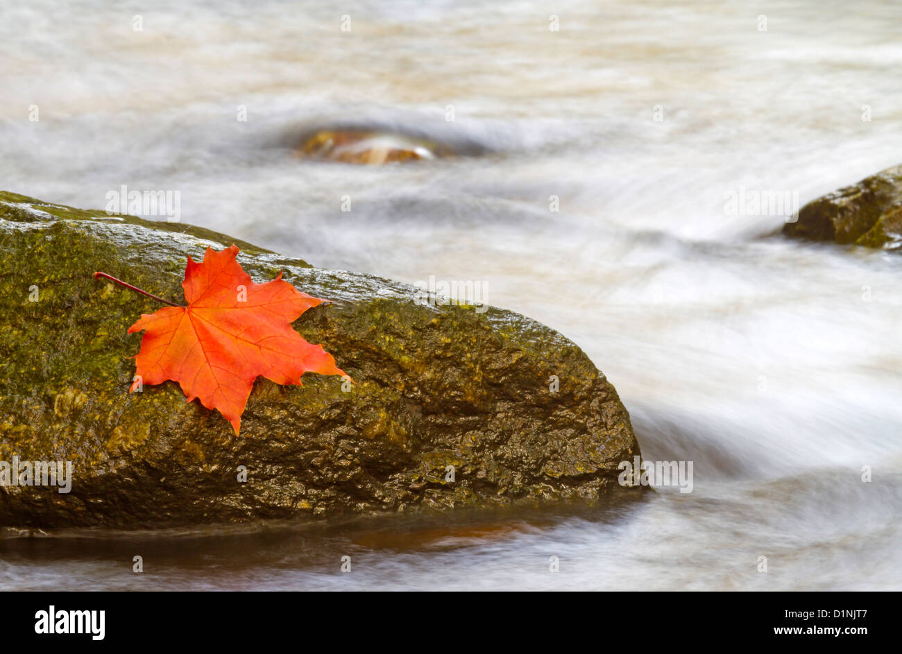 Autumnal leaf in a course of a stream Stock Photo - Alamy