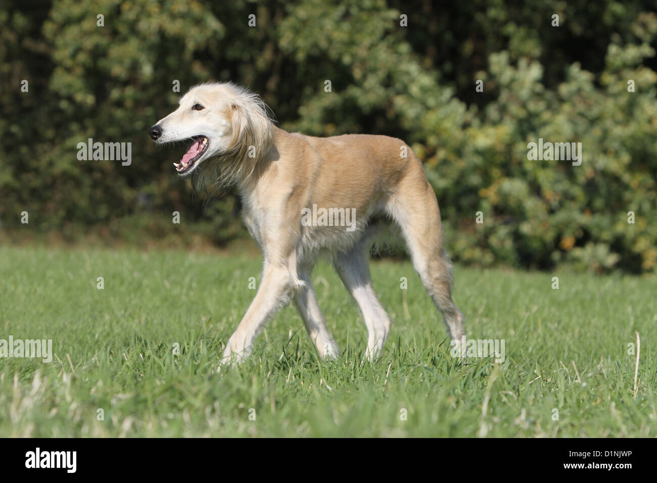 Saluki Dog High Resolution Stock Photography and Images - Alamy