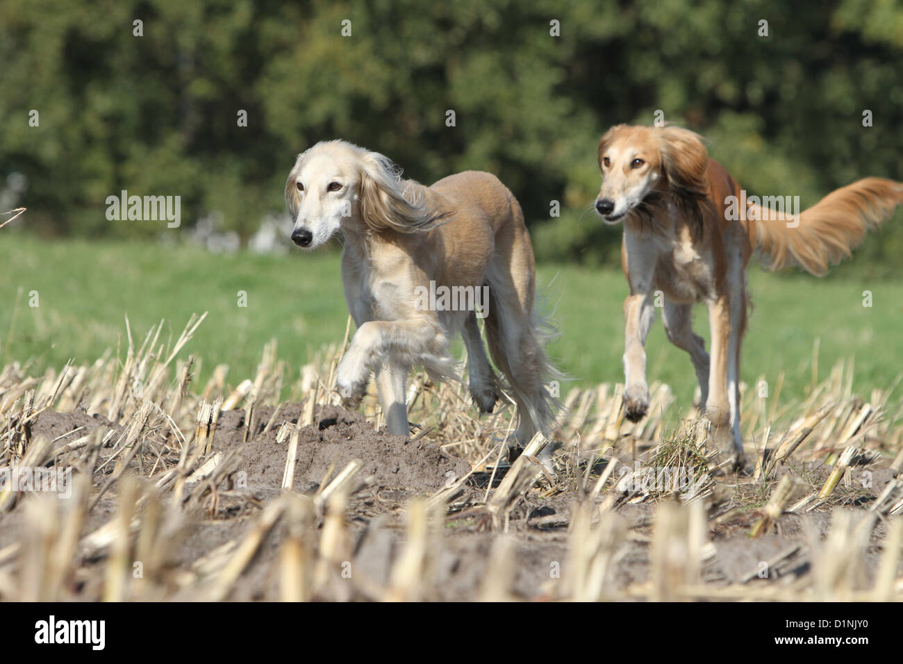 Dog Saluki / Persian Greyhound two adults running in a field Stock Photo - Alamy