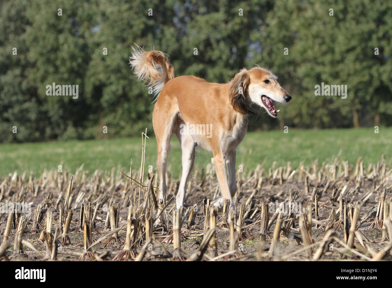 Greyhound walking hi-res stock photography and images - Alamy