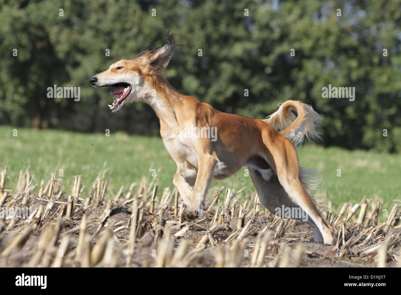 Saluki running hi-res stock photography and images - Alamy