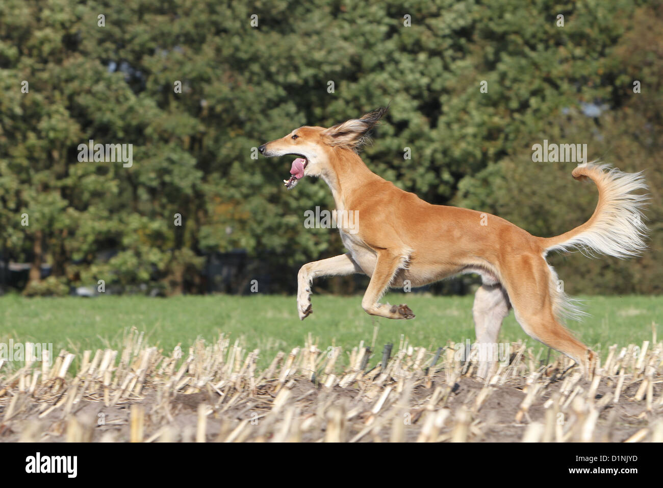 Saluki Running