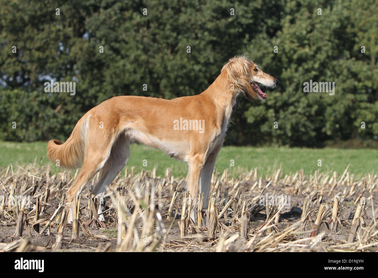 Egypt saluki dog hi-res stock photography and images - Alamy