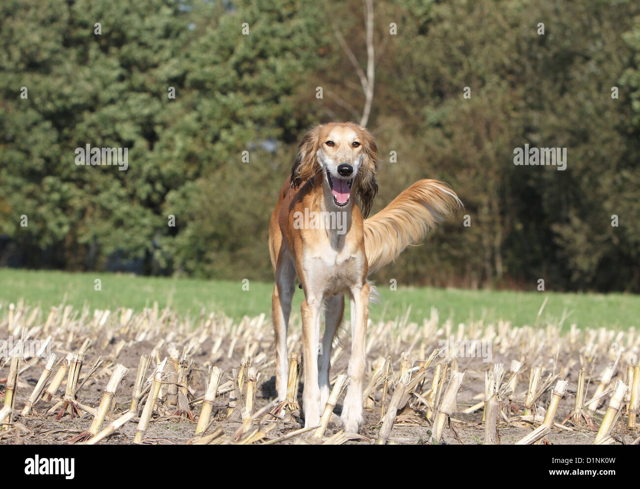 Egypt saluki dog hi-res stock photography and images - Alamy