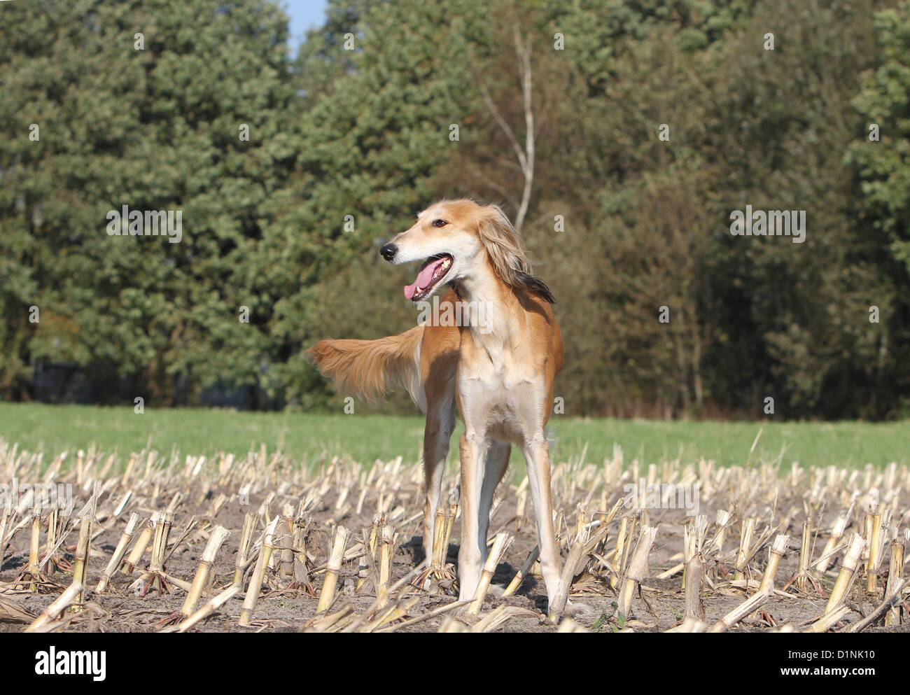 Egypt saluki dog hi-res stock photography and images - Alamy