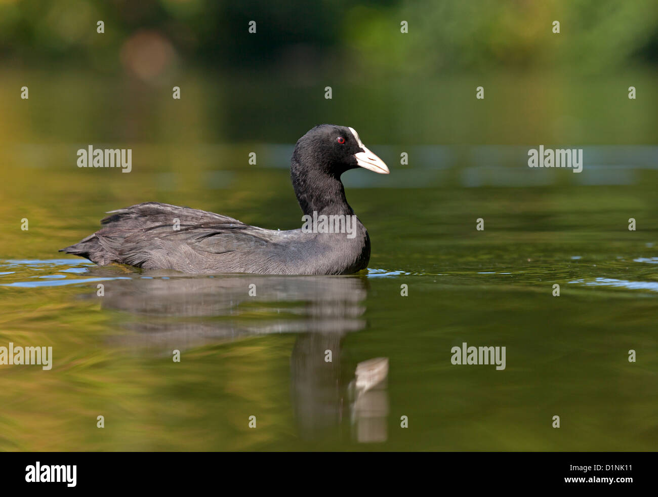 Eurasian coot water bird hi-res stock photography and images - Alamy