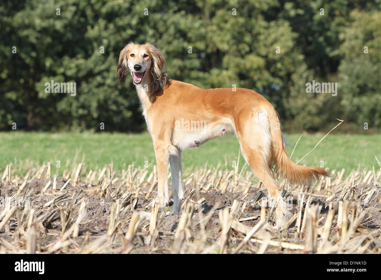 Hunting dog saluki persian greyhound standard profile look dog dogs ...