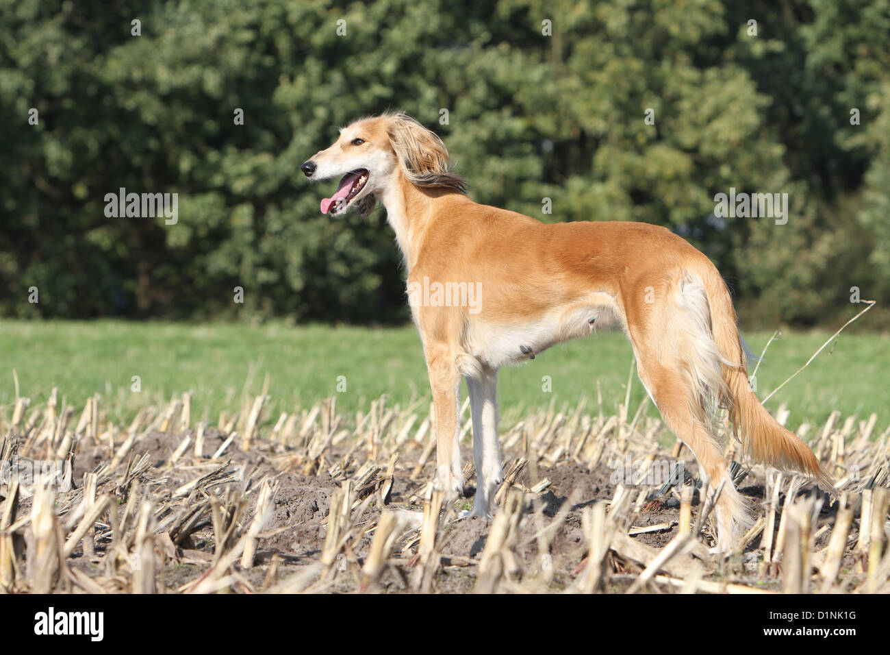 Egypt Saluki Dog High Resolution Stock Photography and Images - Alamy