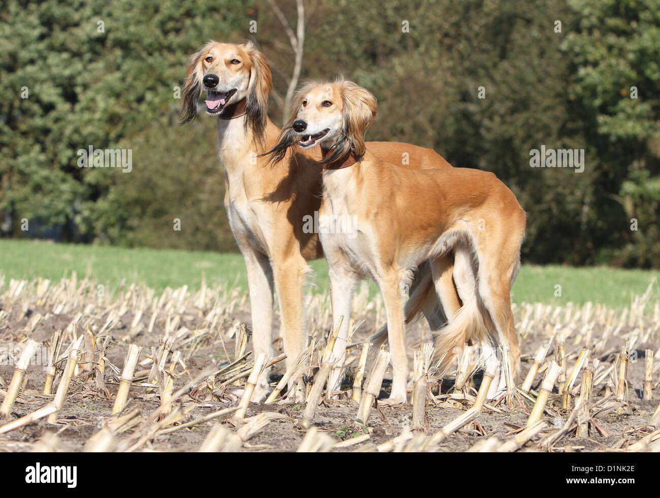 A feathered saluki hi-res stock photography and images - Alamy