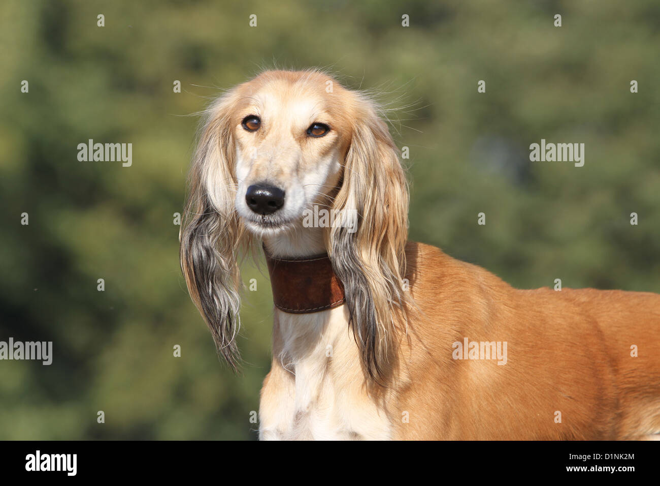 Saluki portrait hi-res stock photography and images - Alamy