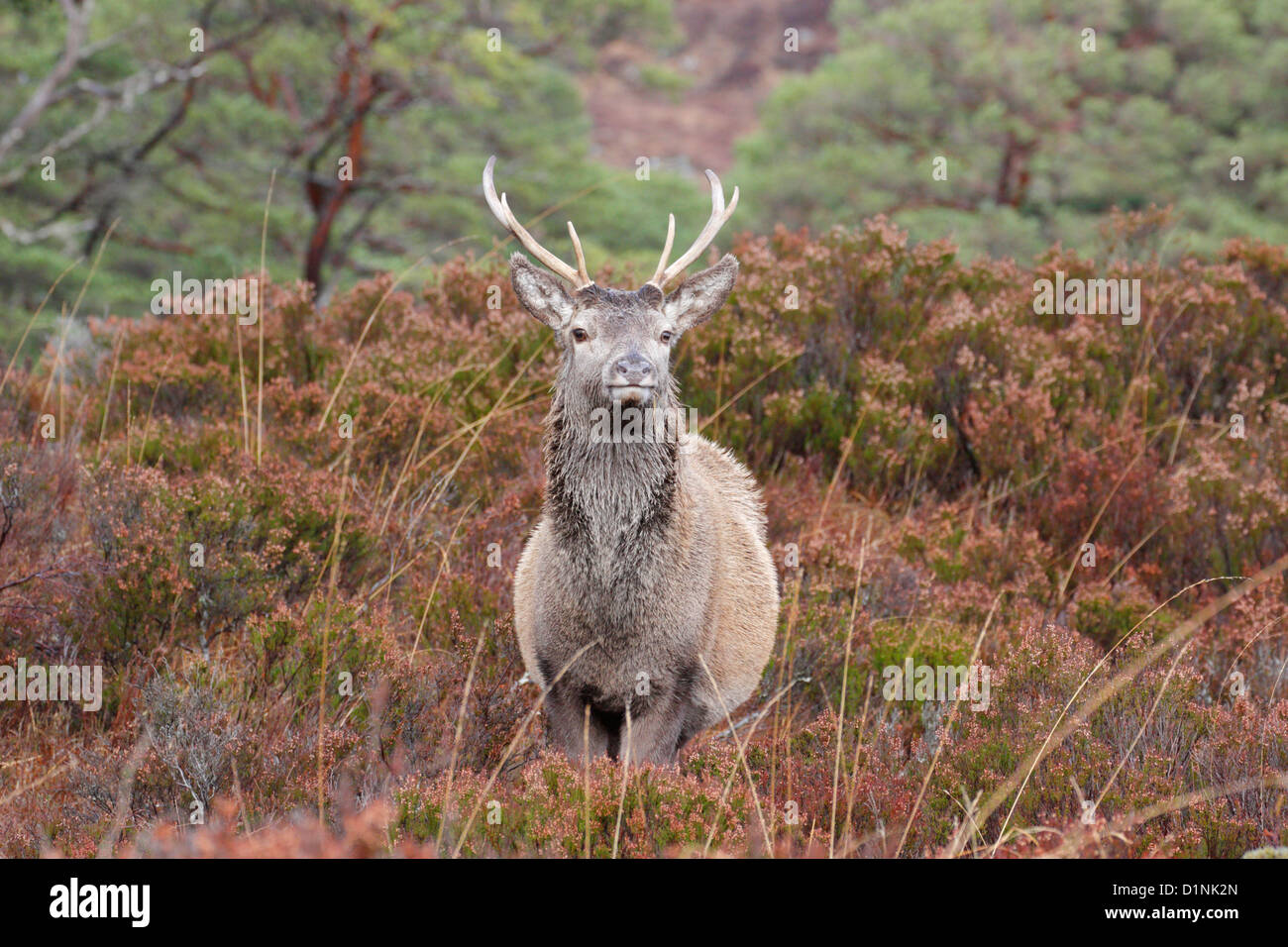 Red stag scotland hi-res stock photography and images - Alamy
