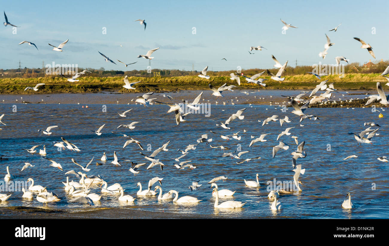 Feeding frenzy on the river Crouch Hullbridge Essex UK Stock Photo - Alamy