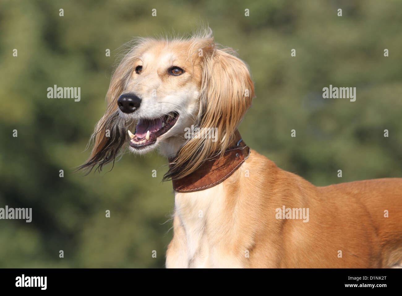 Dog Saluki / Persian Greyhound adult portrait Stock Photo - Alamy