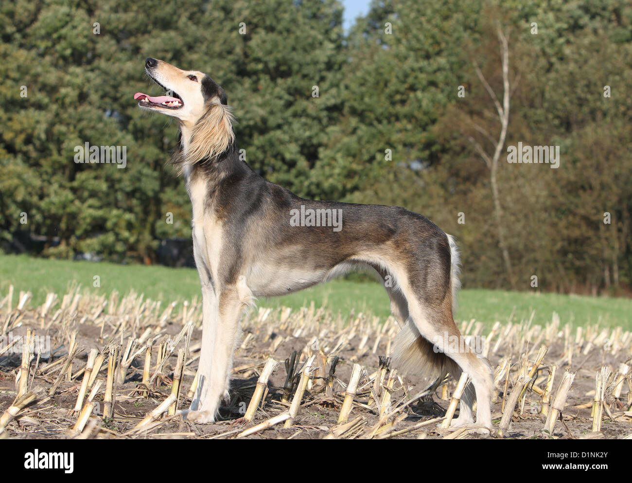 Saluki dog hi-res stock photography and images - Alamy