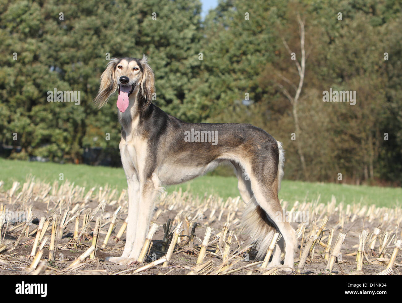 Dog Saluki / Persian Greyhound adult standard profile Stock Photo - Alamy