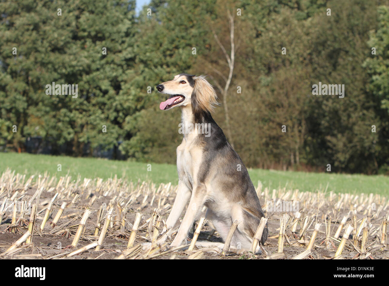 Egypt saluki dog hi-res stock photography and images - Alamy