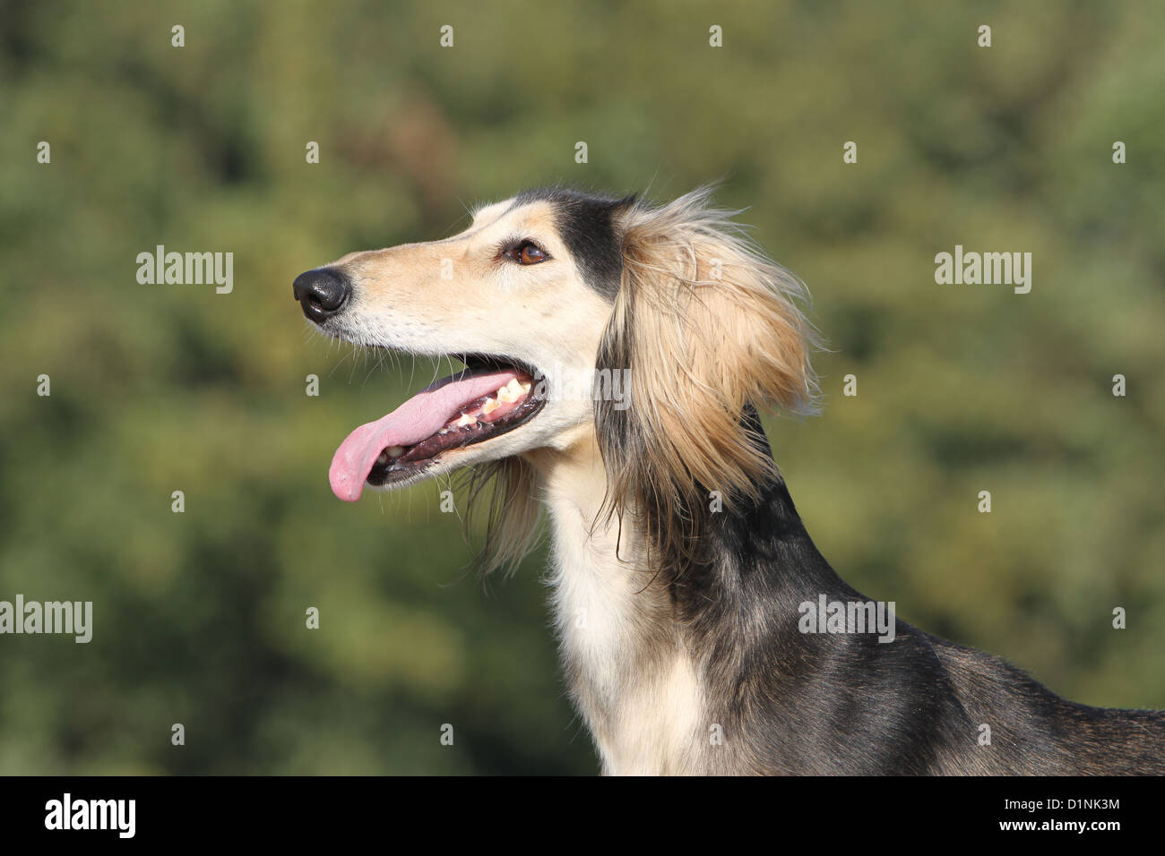 Egypt saluki dog hi-res stock photography and images - Alamy
