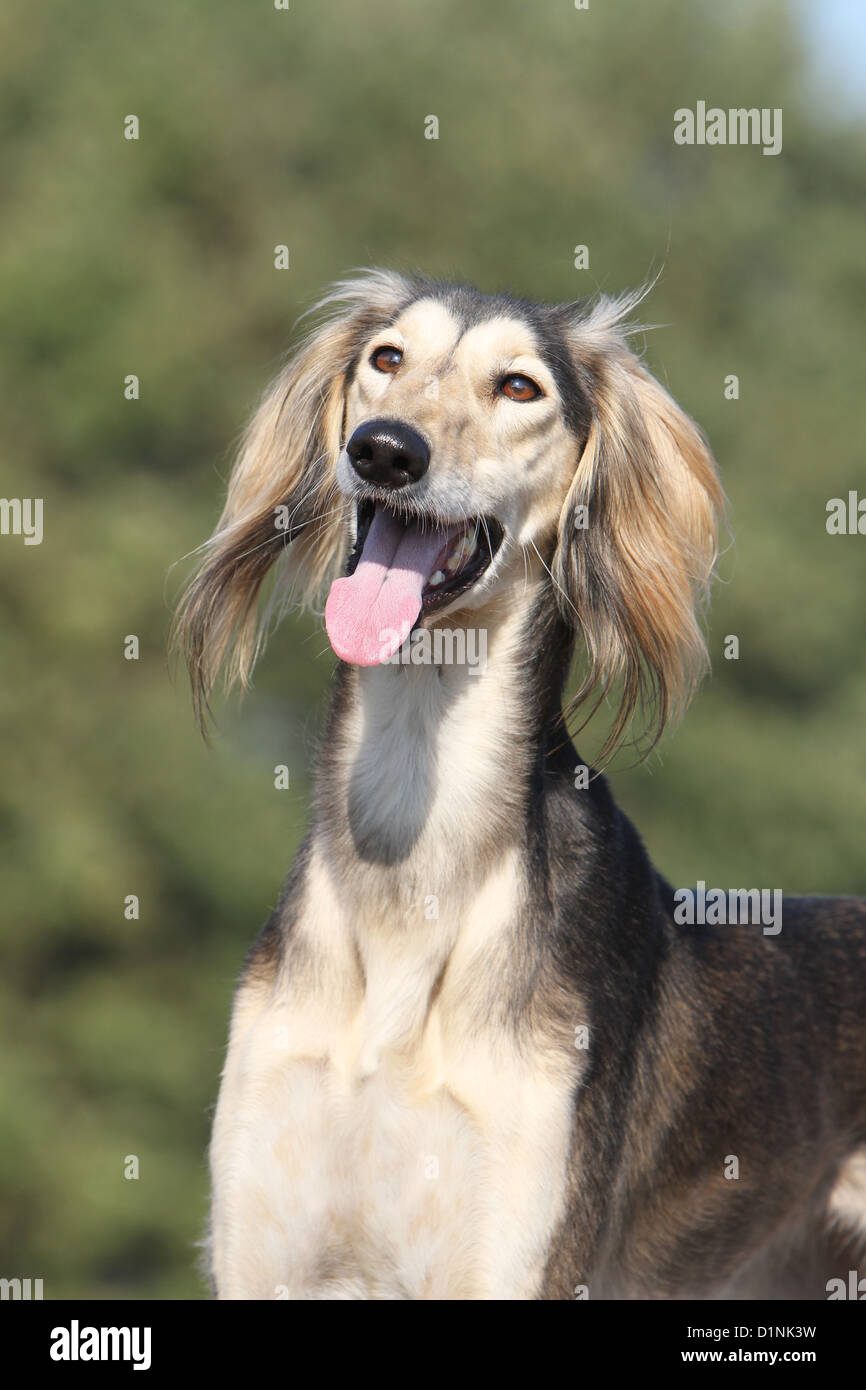 Dog Saluki / Persian Greyhound adult portrait Stock Photo - Alamy