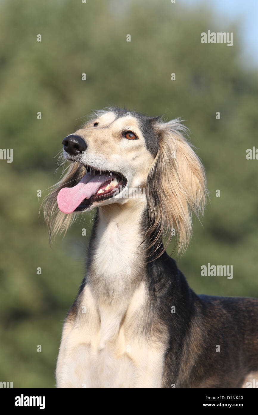 Dog Saluki / Persian Greyhound adult portrait Stock Photo - Alamy